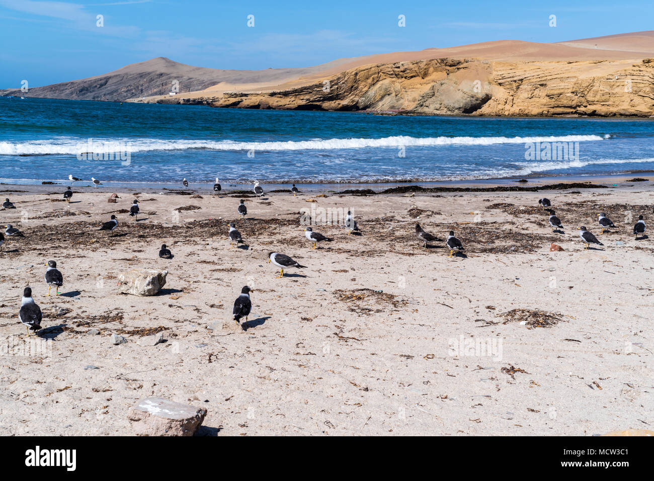 National Reserve of Paracas, Ica, Peru, South America Stock Photo - Alamy