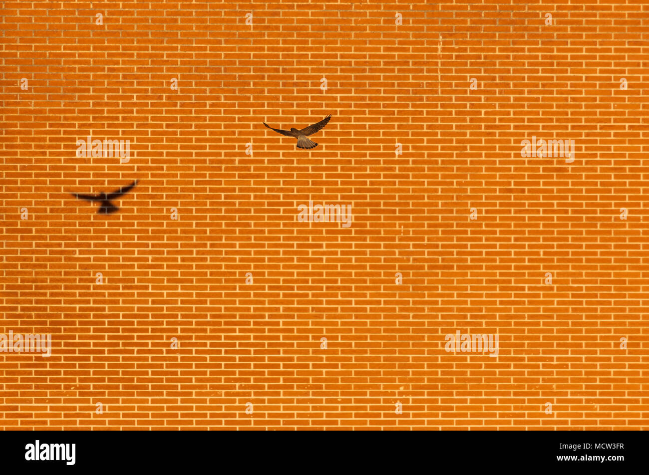 Abstract photo of a Falcon against a brick wall Stock Photo - Alamy