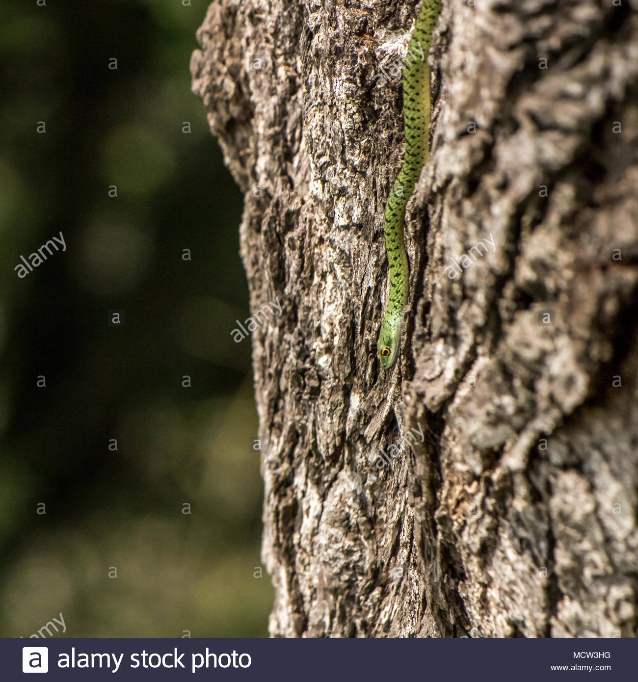 Philothamnus Stock Photos & Philothamnus Stock Images - Alamy