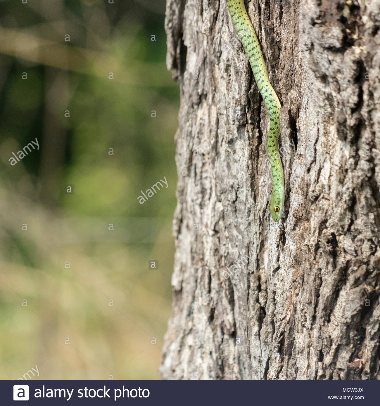 Philothamnus Stock Photos & Philothamnus Stock Images - Alamy