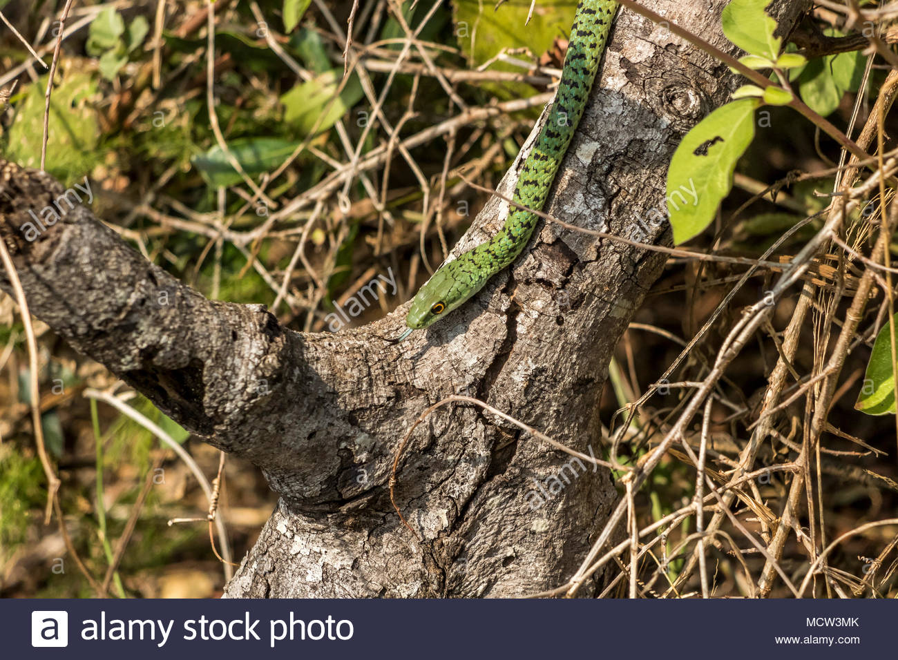 Green Bush Snake High Resolution Stock Photography and Images - Alamy
