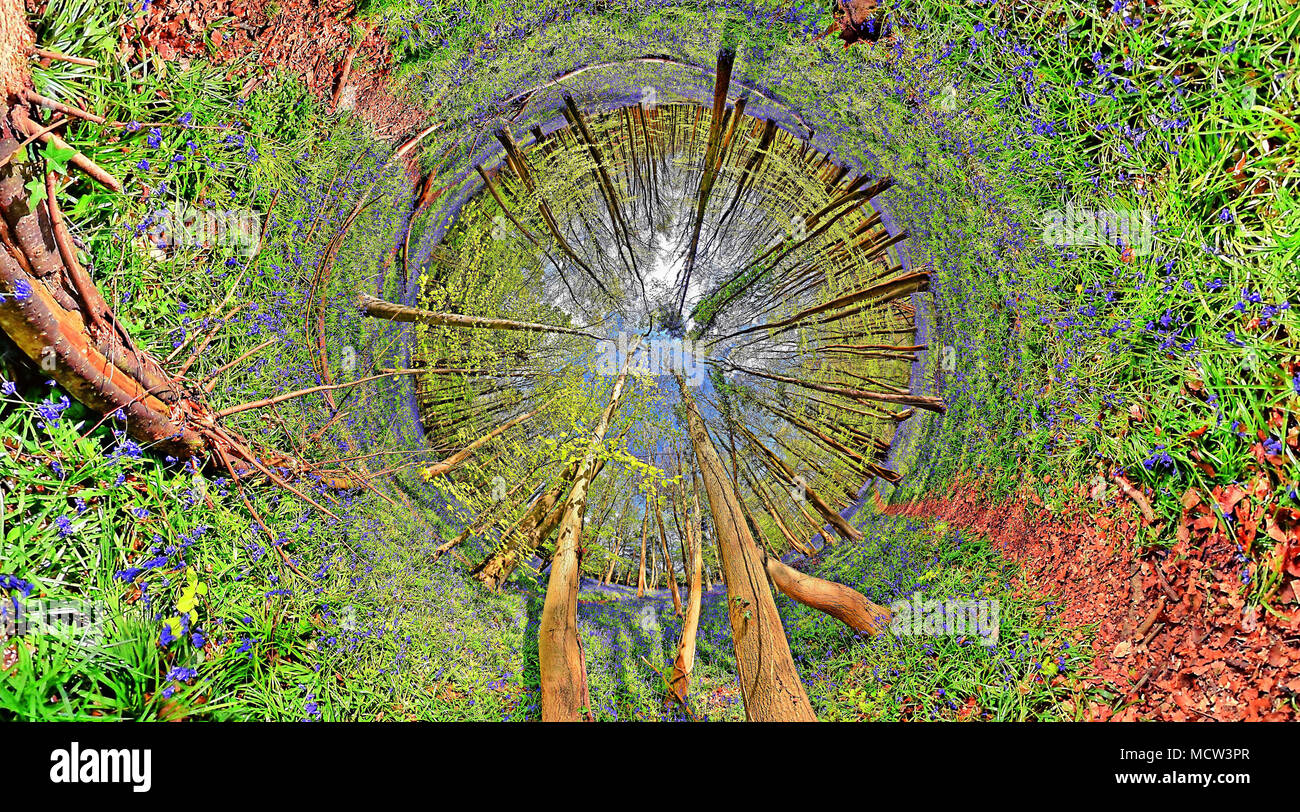 Inverted Planet of a Bluebell woods in Upper Barn Crowdhill Copses in ...