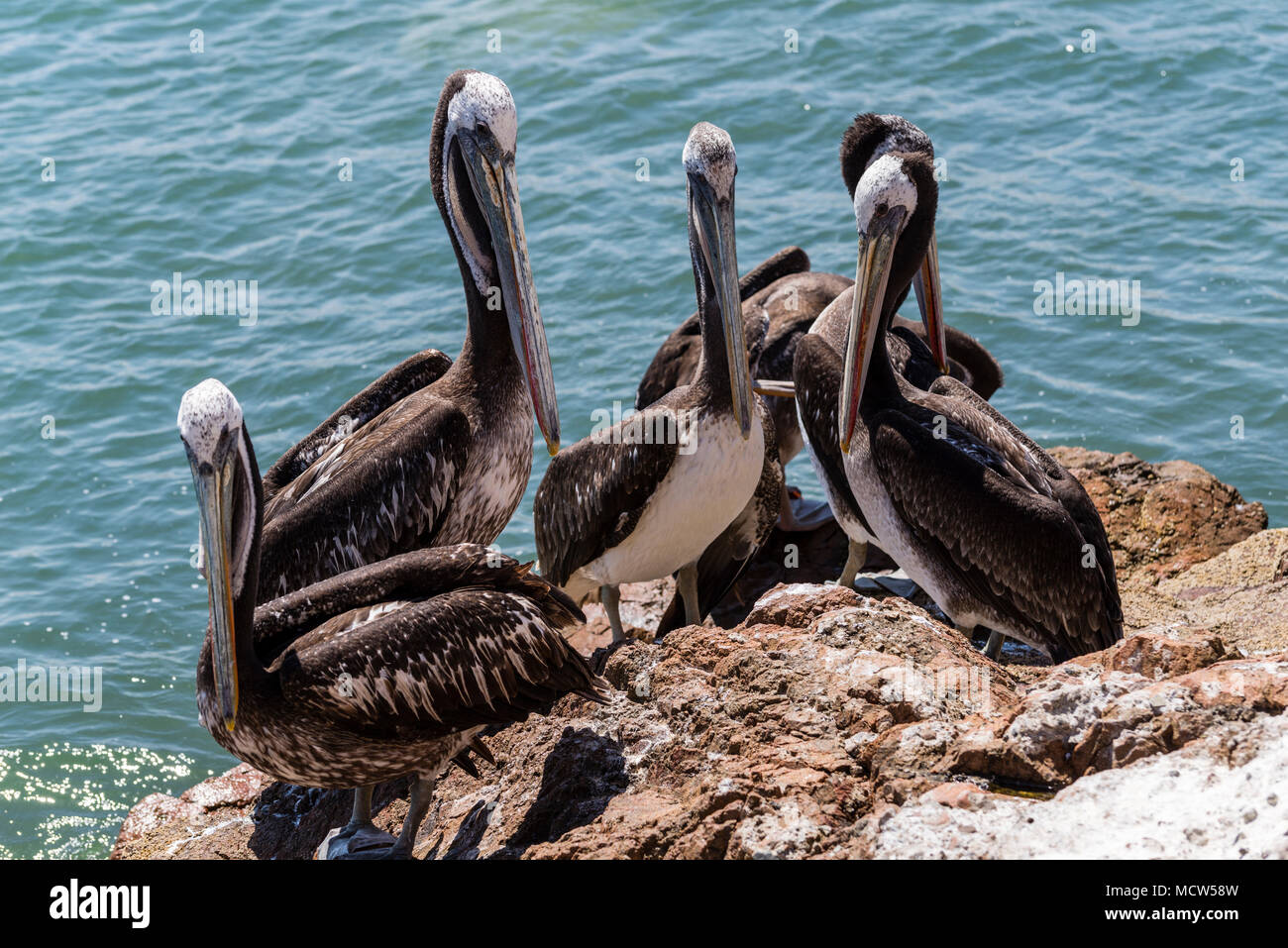 National Reserve of Paracas,peruvian pelican, Ica, Peru, South America ...