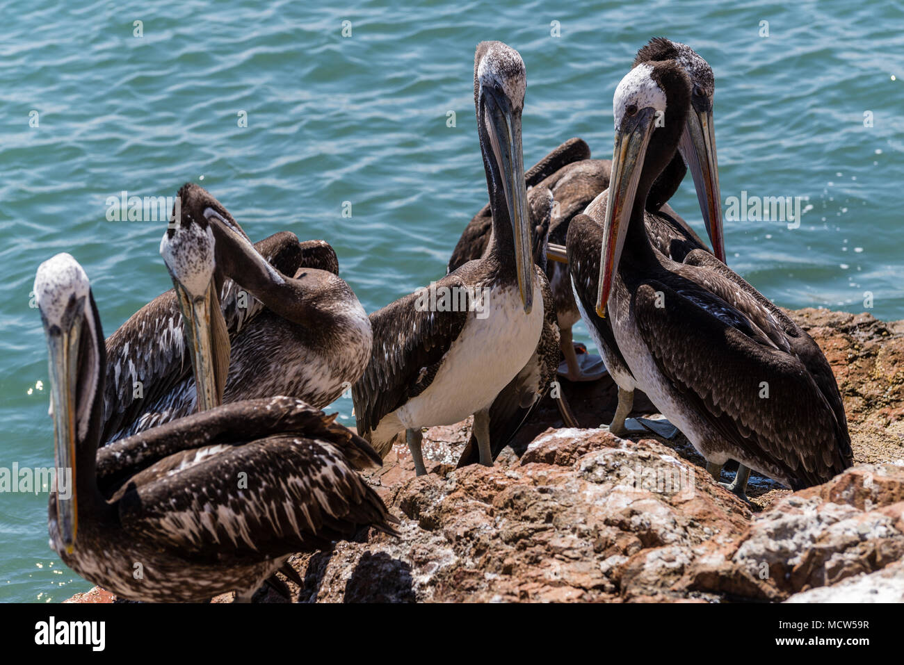 National Reserve of Paracas,peruvian pelican, Ica, Peru, South America ...