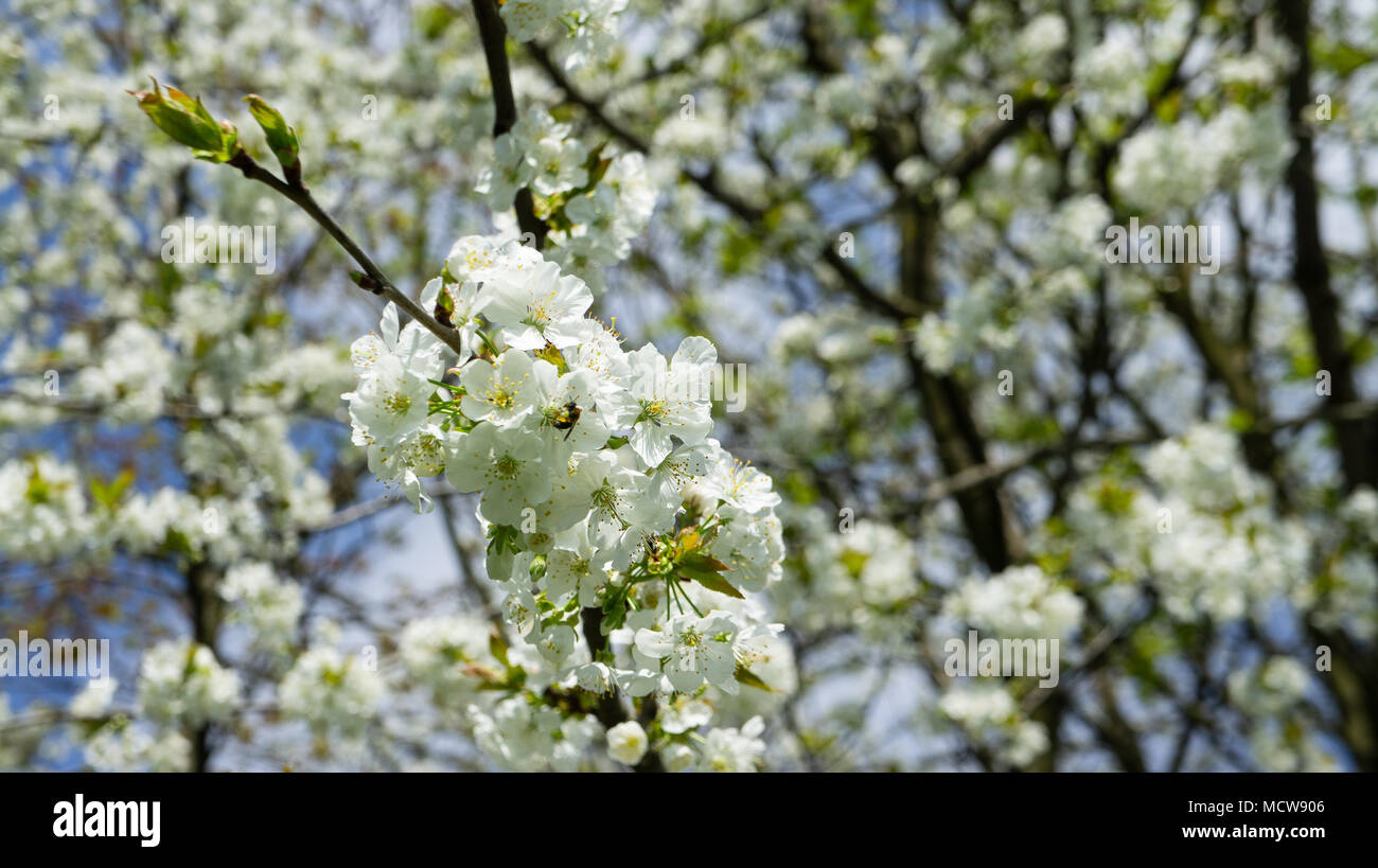 Cherry blossoms in spring Stock Photo - Alamy