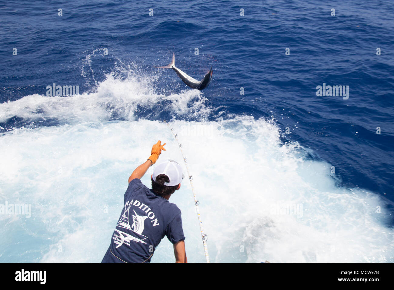 Fisherman catching and tagging blue marlin on fishing boat while Deep ...