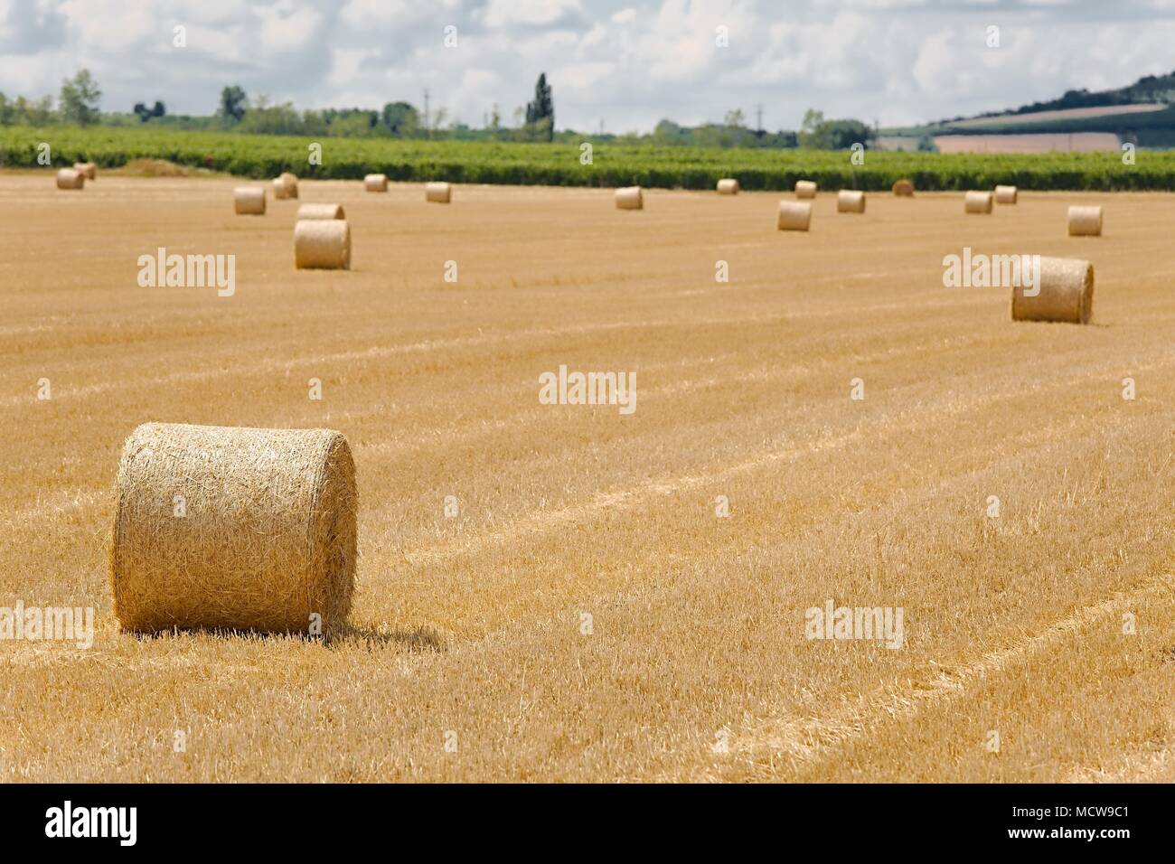 Agricultural field with bales Stock Photo - Alamy