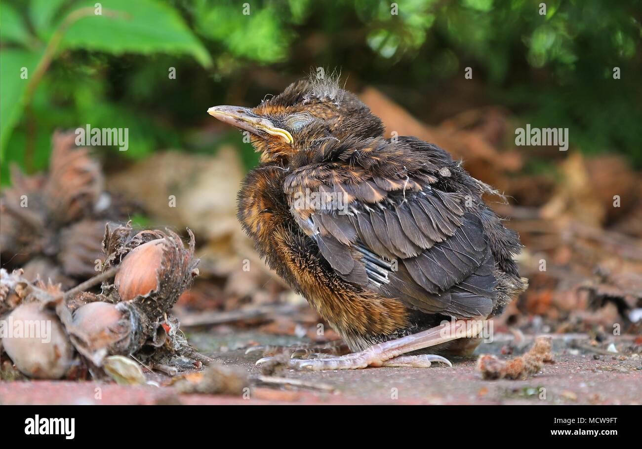 Baby bird fallen out of the nest hi-res stock photography and images ...