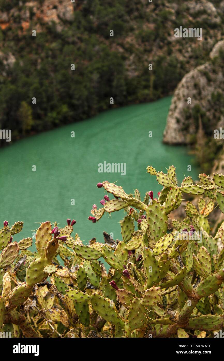 Swamp surrounded by mountains and colorful vegetation in El Molinar ...