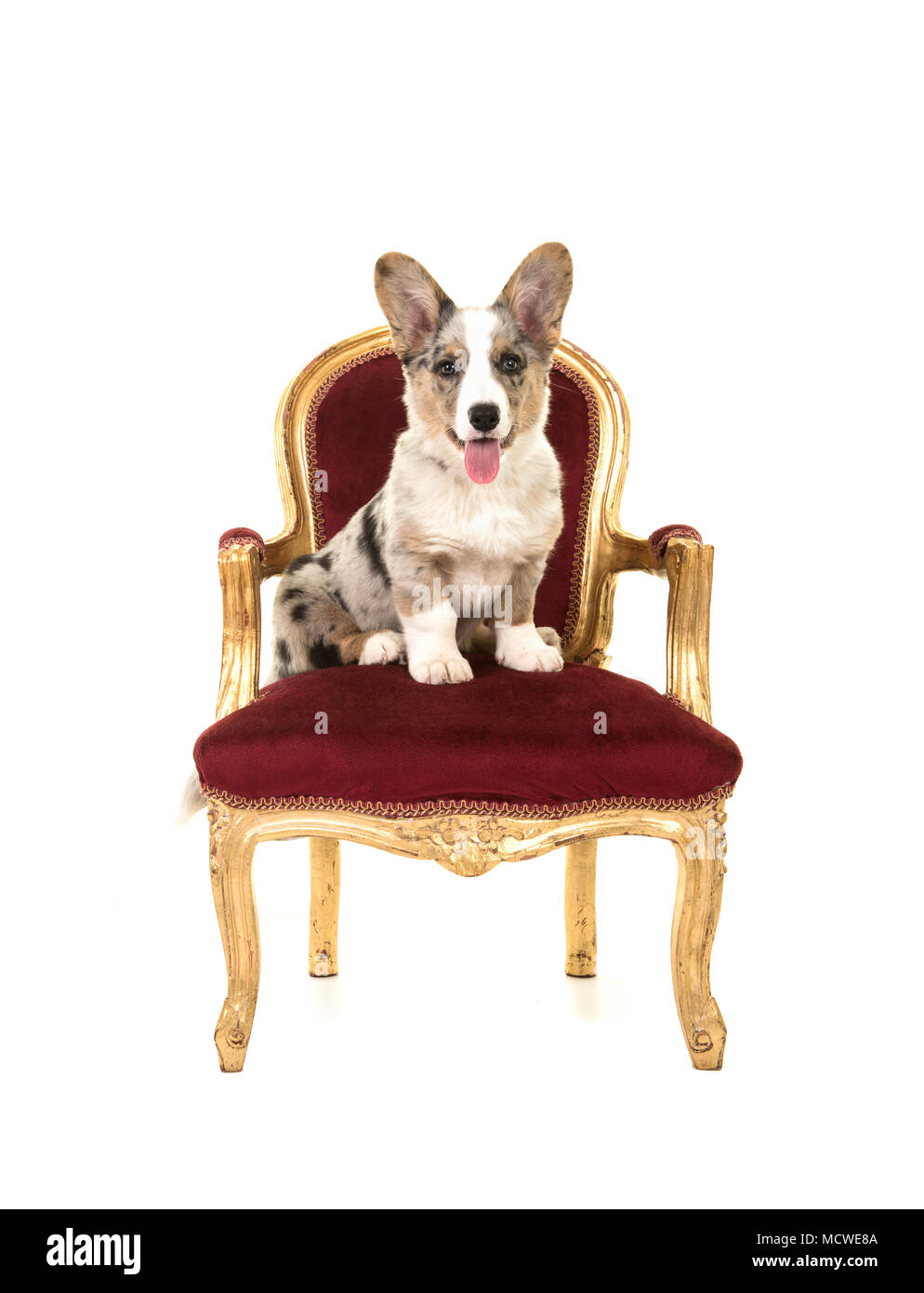 Welsh corgi puppy sitting on a red and gold baroque chair isolated on a ...