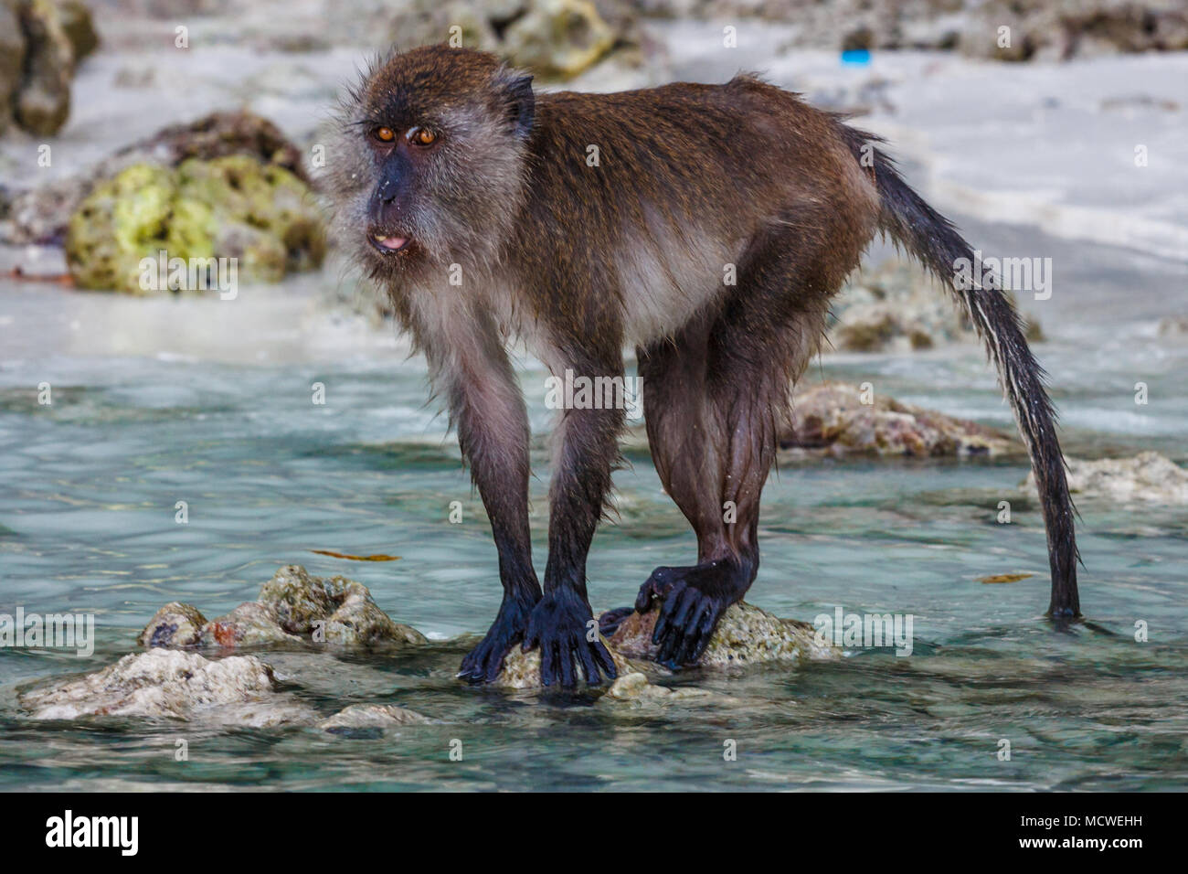 Portrait of a macacus swimming for food from tourists in Monkey Beach ...