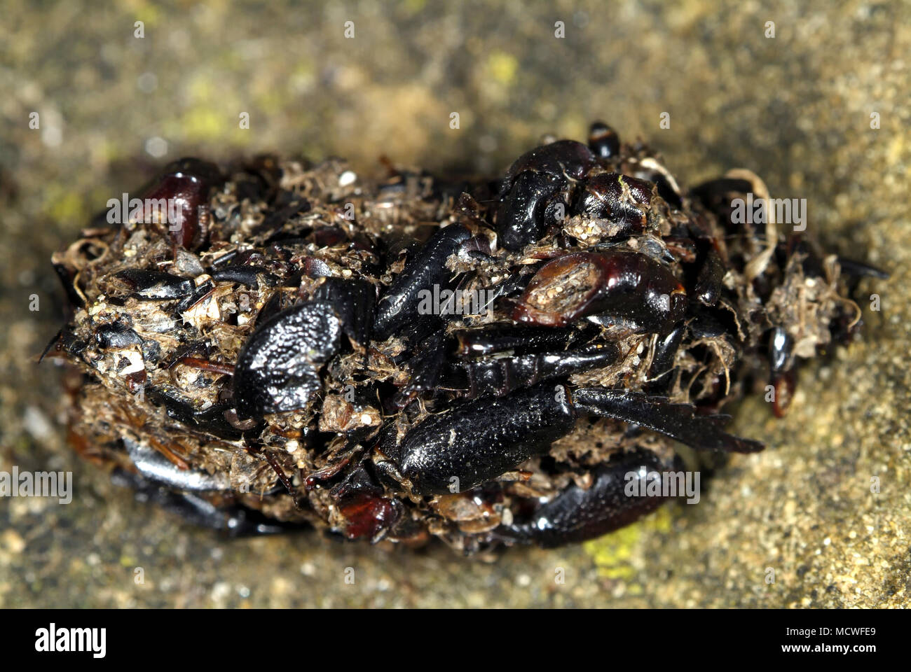 Owl Owls Pellets High Resolution Stock Photography and Images - Alamy
