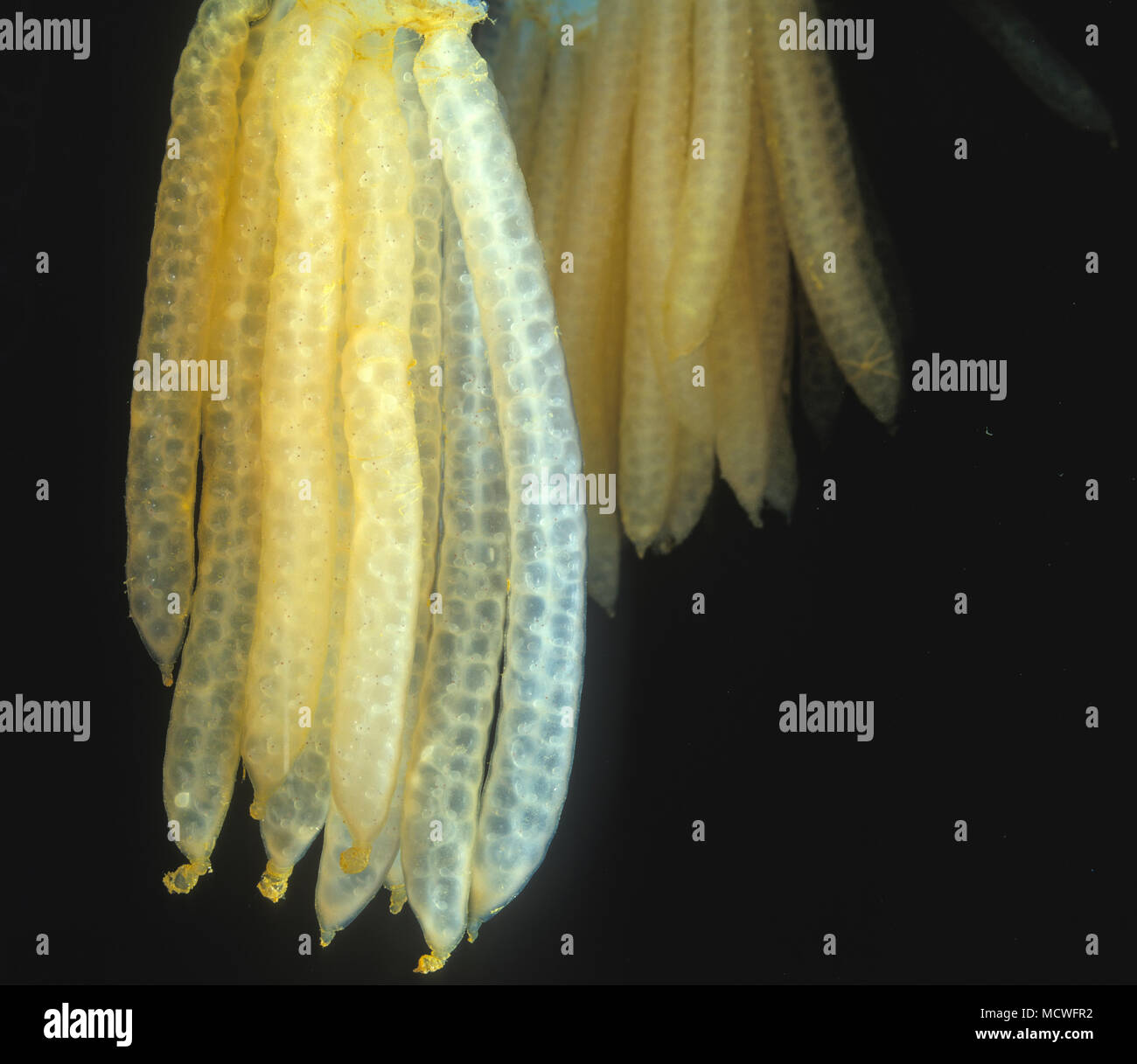 Loligo Vulgaris High Resolution Stock Photography and Images - Alamy