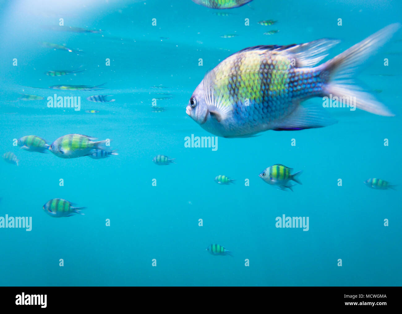 Sergeant fish swimming in the blue thai sea near Ko Ngai, Ko Lanta ...
