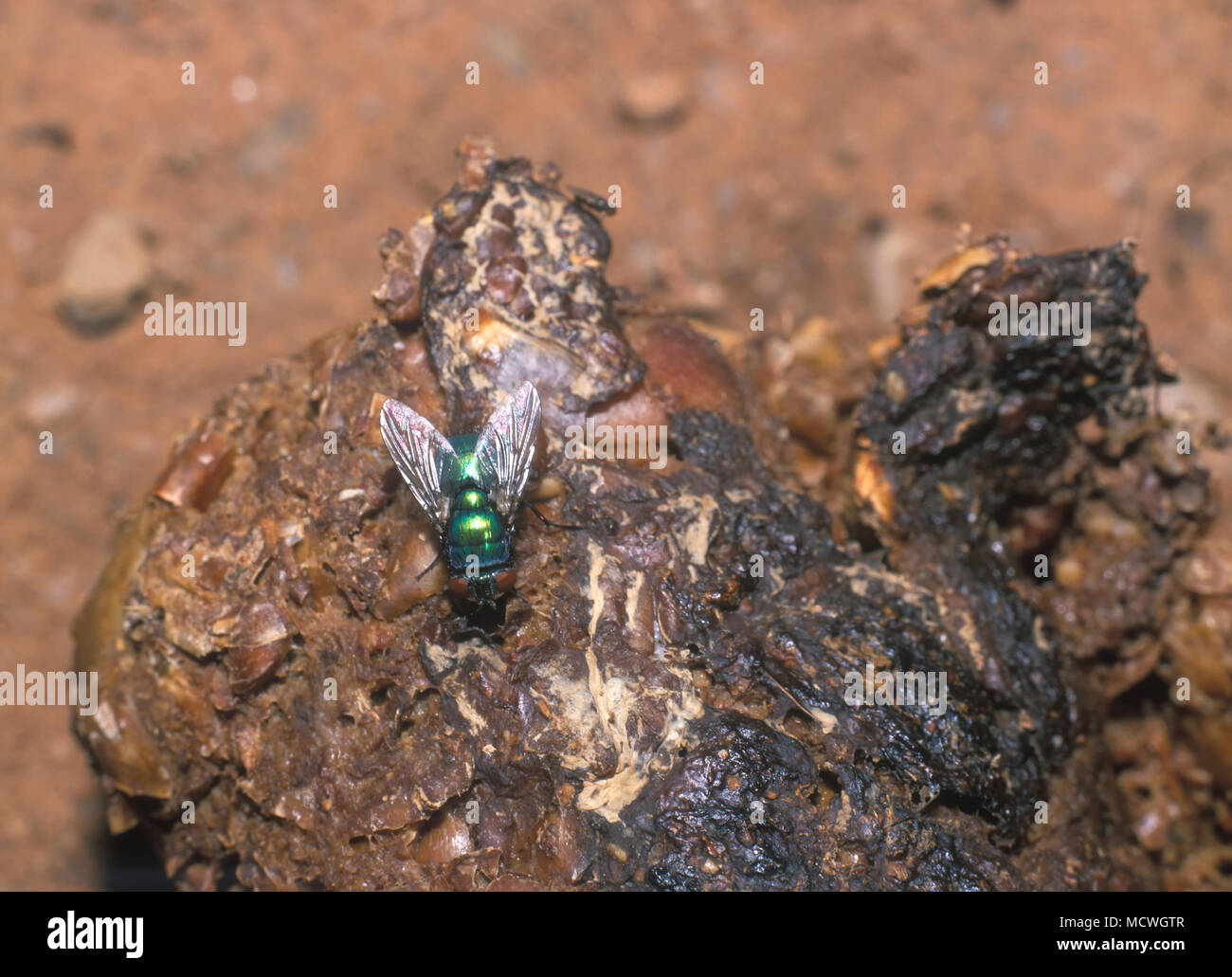 Insect Feces High Resolution Stock Photography and Images - Alamy