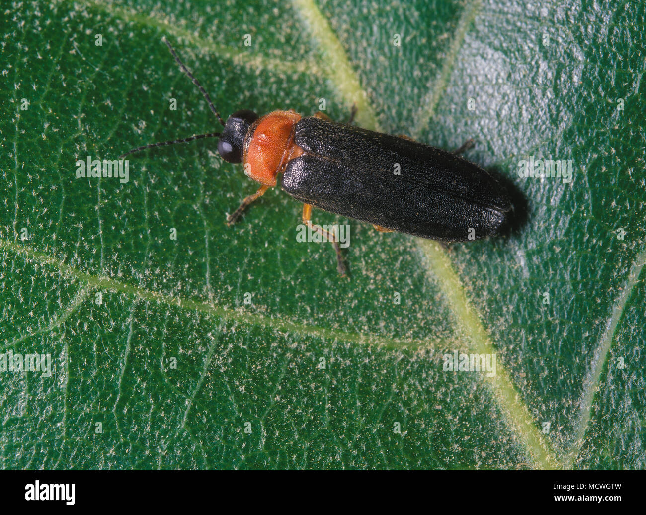 Light Emission Stock Photos & Light Emission Stock Images - Alamy