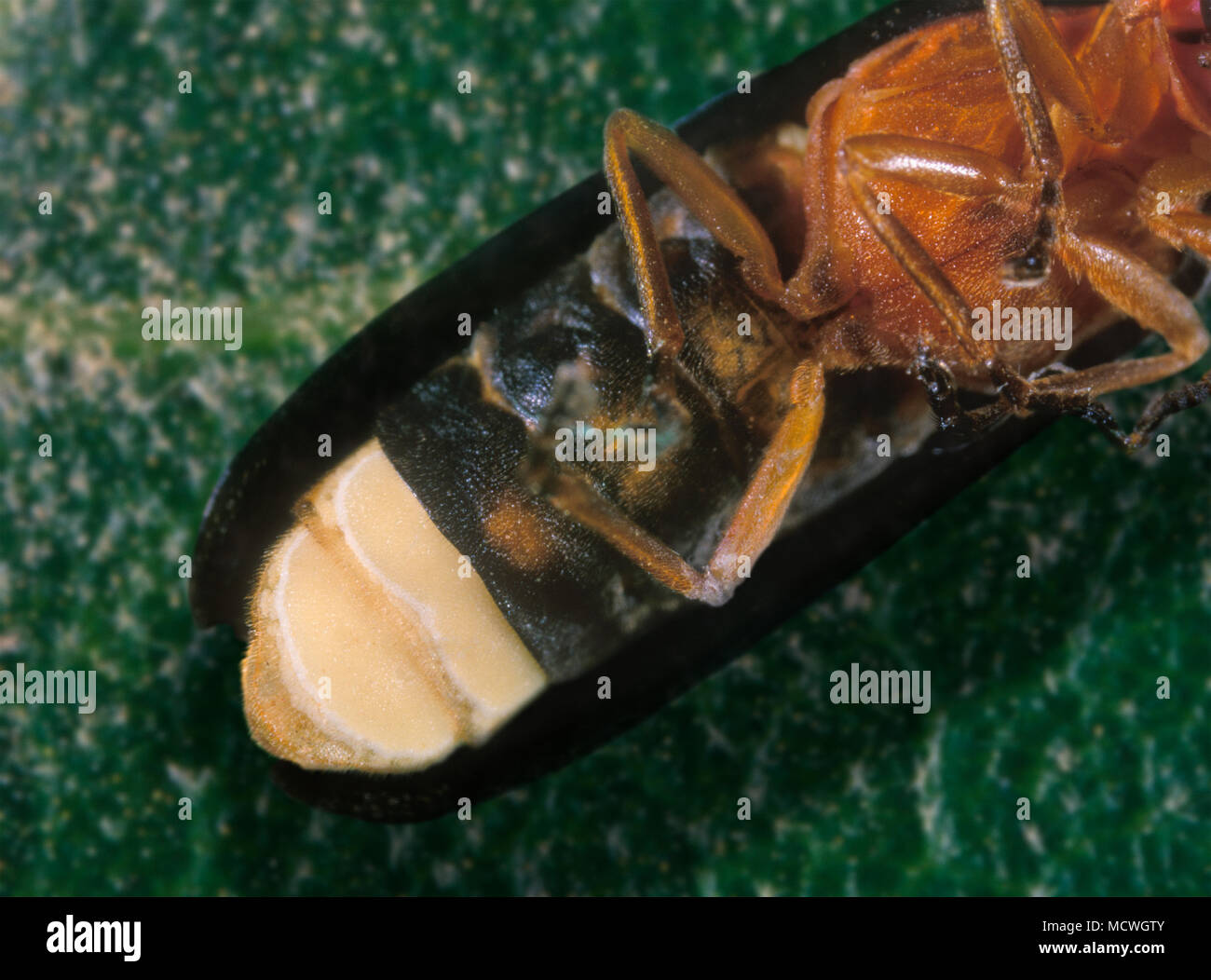 Firefly Insect High Resolution Stock Photography and Images - Alamy