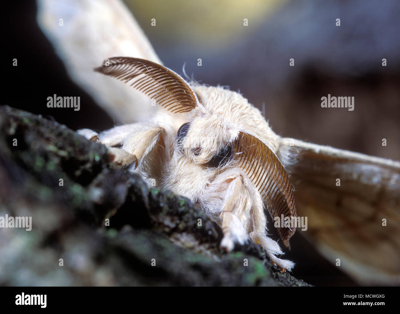 Silk Moth High Resolution Stock Photography and Images - Alamy