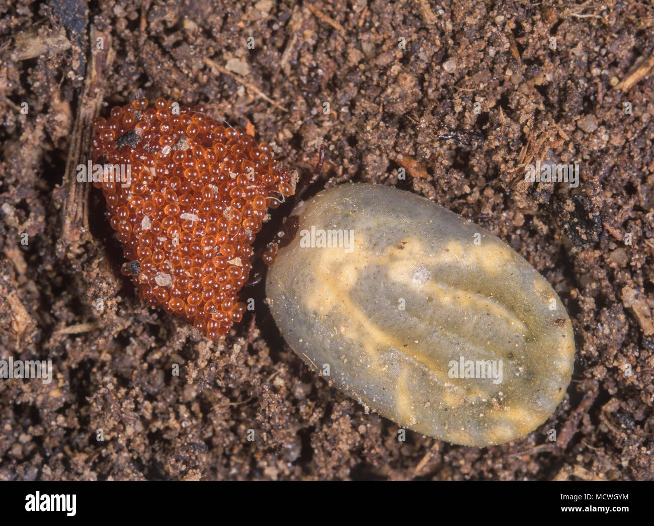 Engorged Tick High Resolution Stock Photography and Images - Alamy