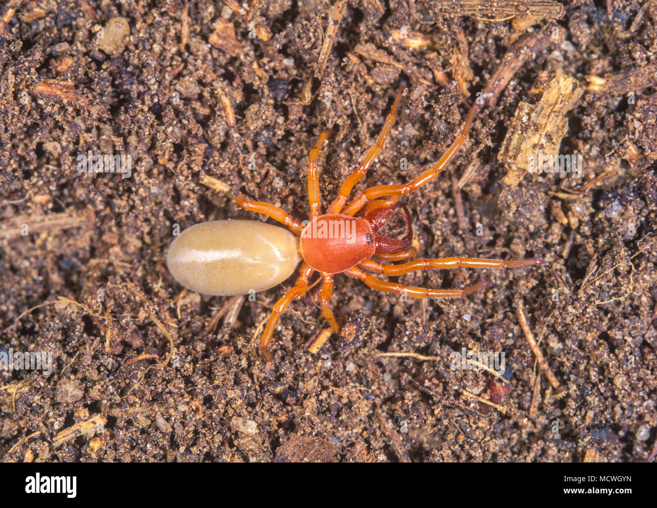 Poison Spiders High Resolution Stock Photography and Images - Alamy