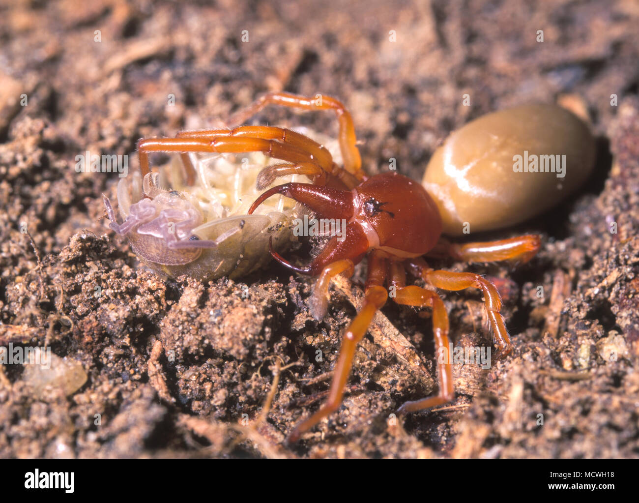 Poison Spiders High Resolution Stock Photography and Images - Alamy