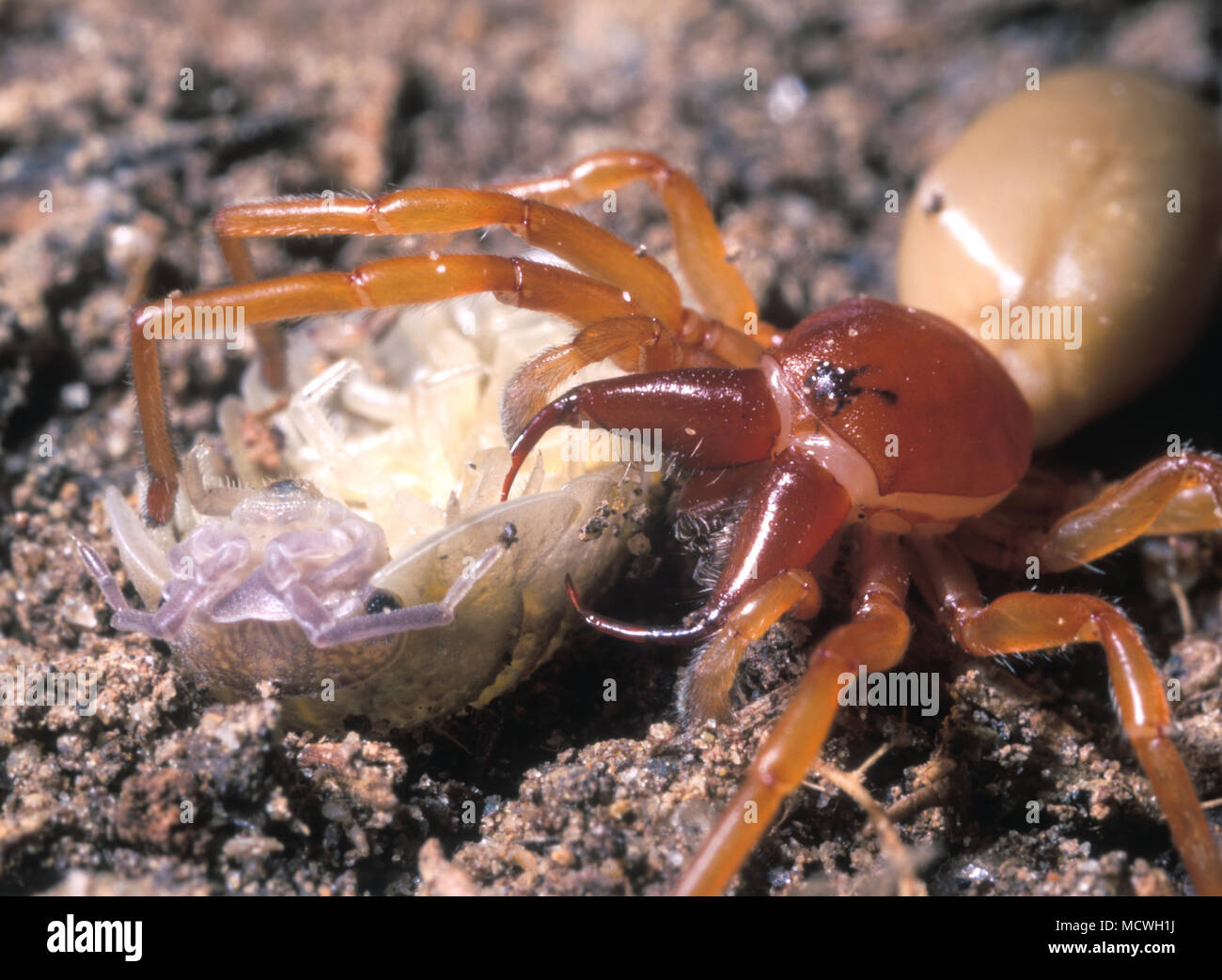 Spider Bite High Resolution Stock Photography and Images - Alamy