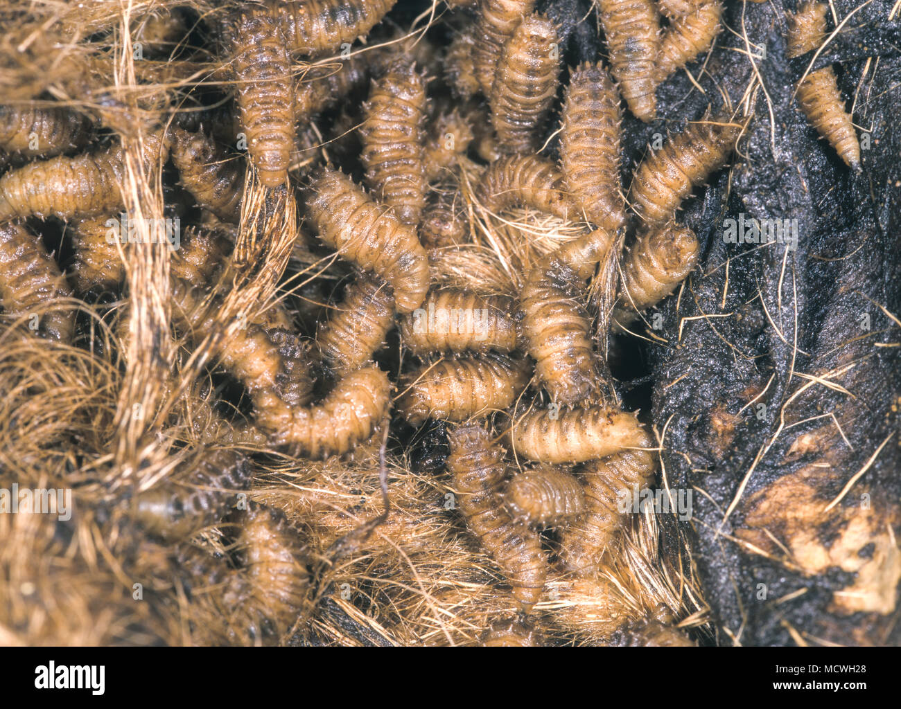 Canicularis High Resolution Stock Photography and Images - Alamy