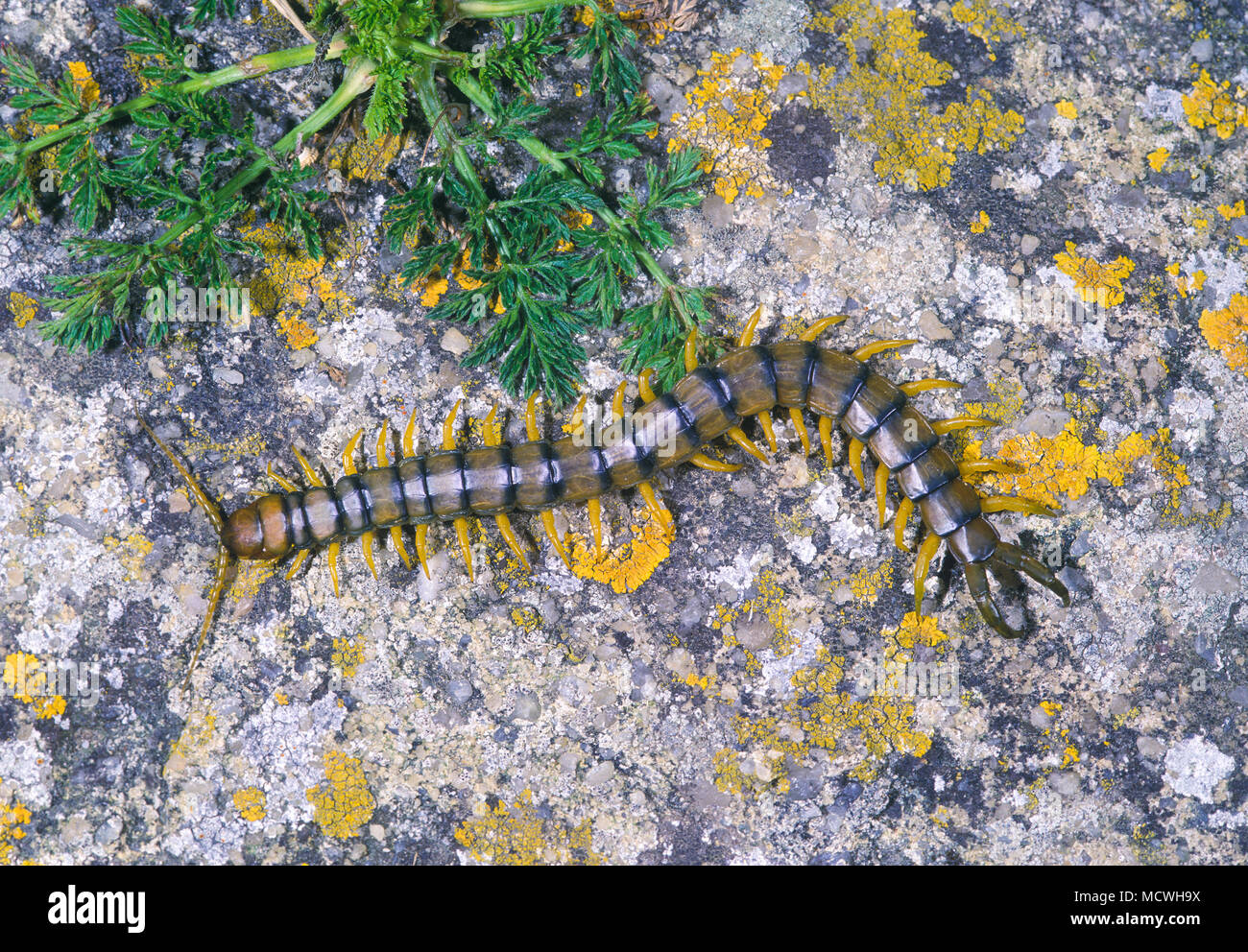 Nocturnal Invertebrates High Resolution Stock Photography and Images ...