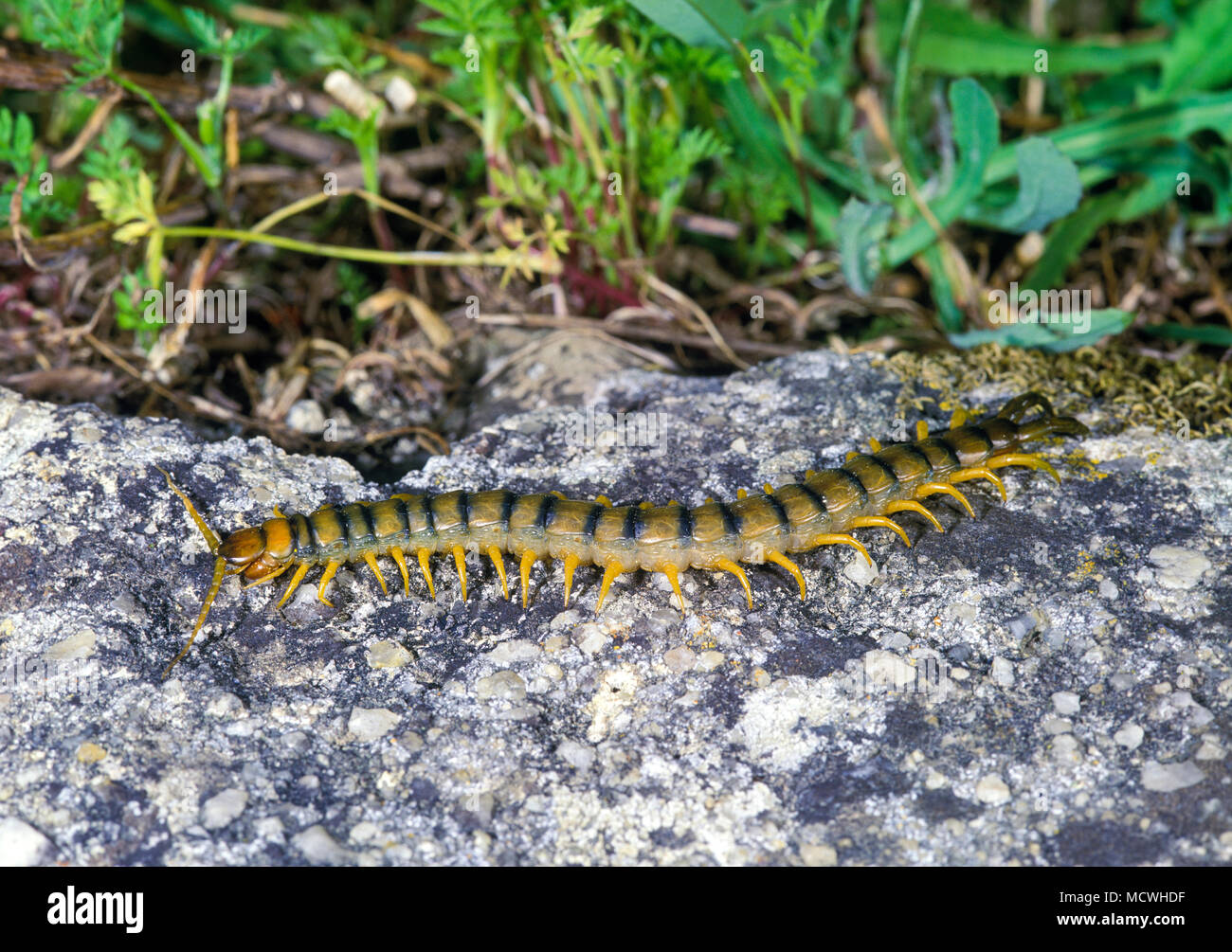 Large Centipede High Resolution Stock Photography and Images - Alamy