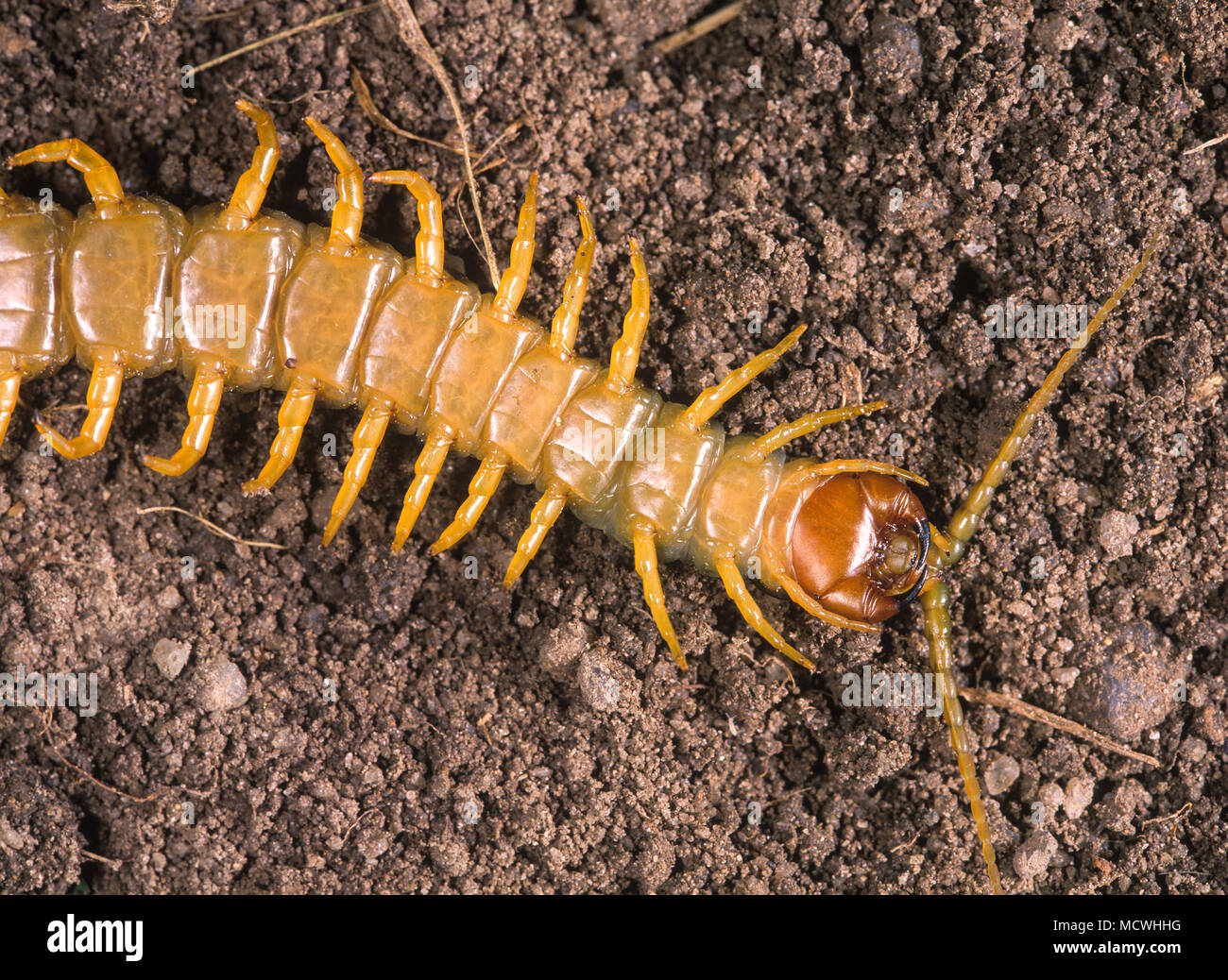 Scolopendra High Resolution Stock Photography and Images - Alamy