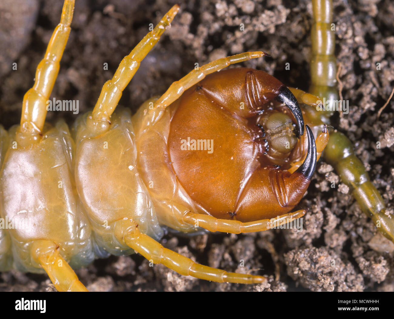 Strong Fang High Resolution Stock Photography and Images - Alamy