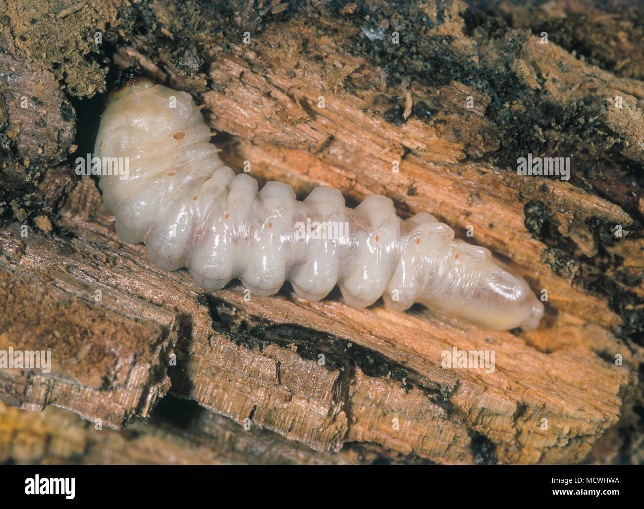 When Do Wood Beetles Lay Eggs at John Bing blog