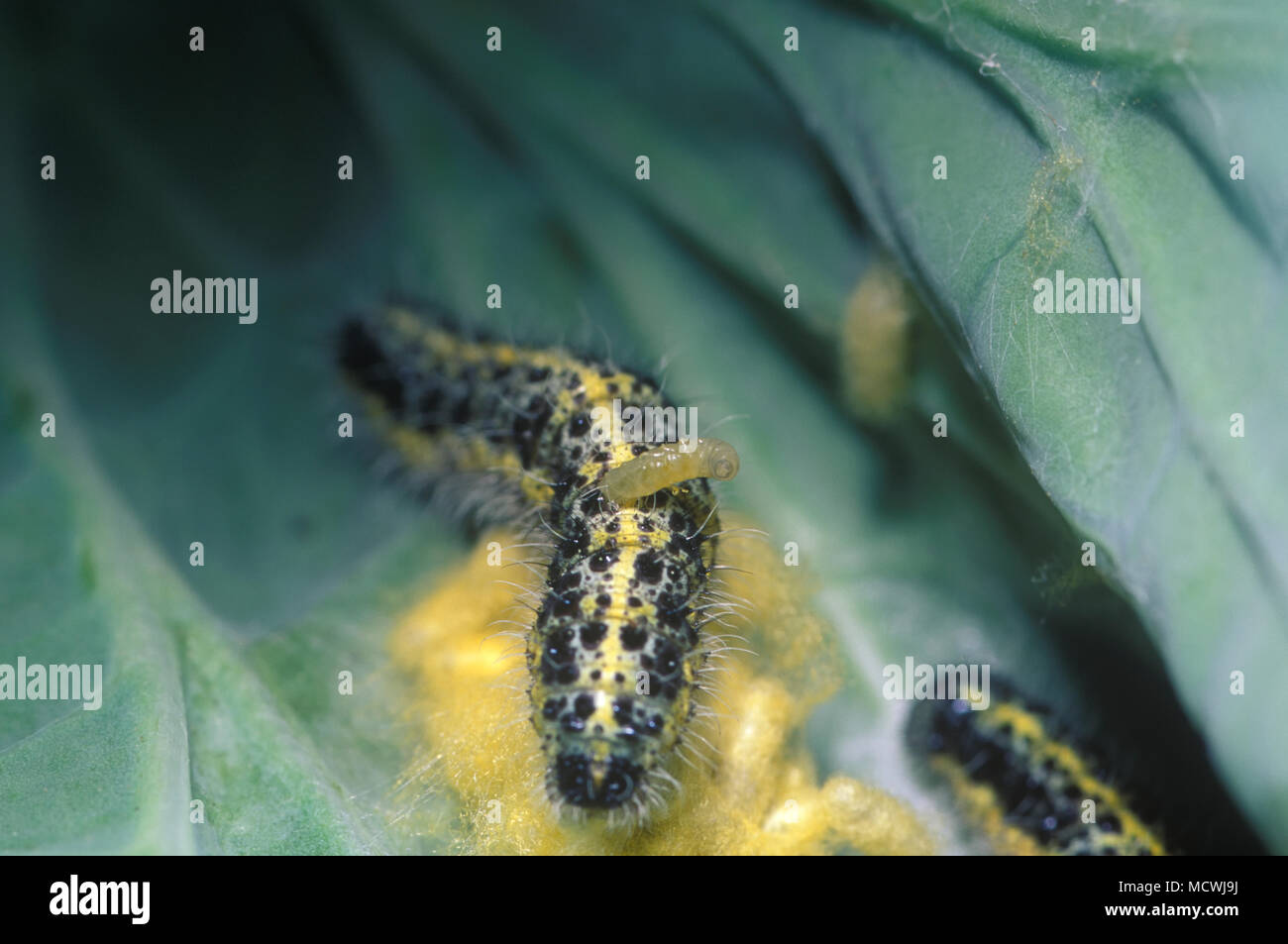 Parasite Control High Resolution Stock Photography and Images - Alamy