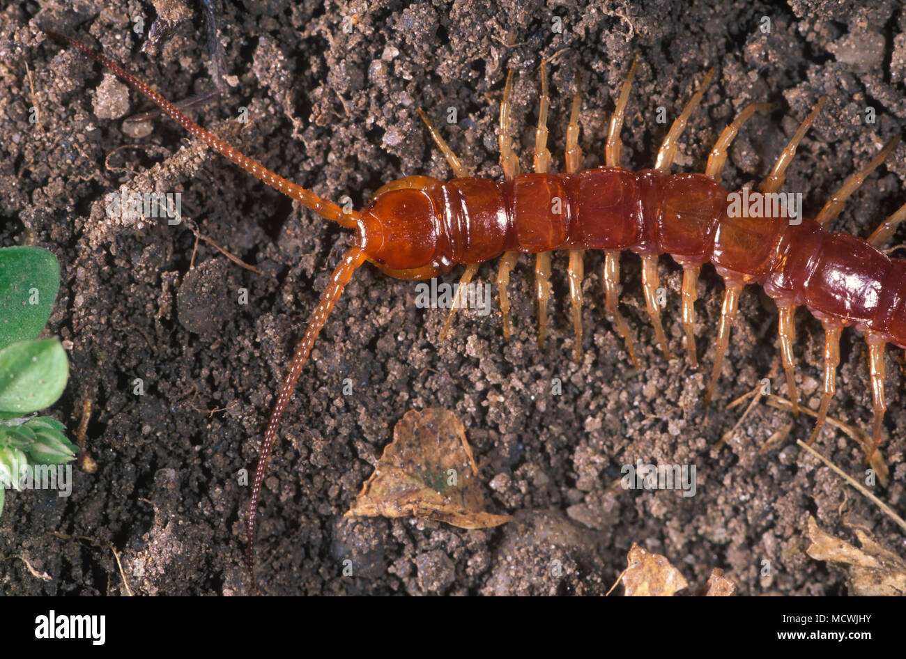 Brown Centipede Stock Photos & Brown Centipede Stock Images - Alamy