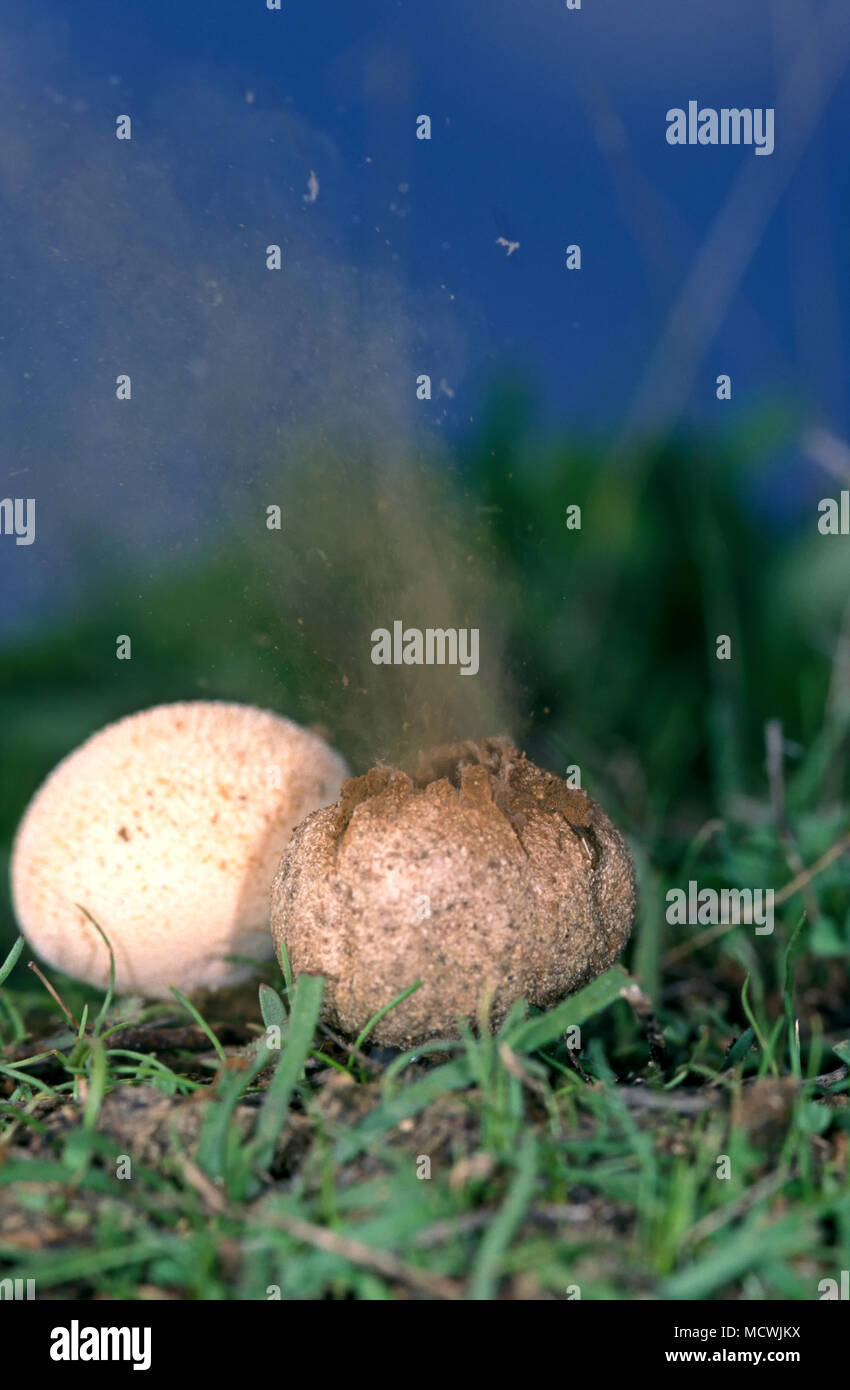 Fungus Puffball Spores Reproduction High Resolution Stock Photography ...
