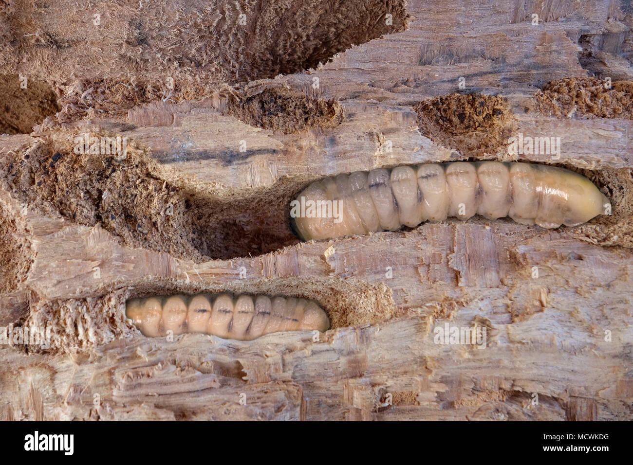 Larva Tree High Resolution Stock Photography and Images - Alamy