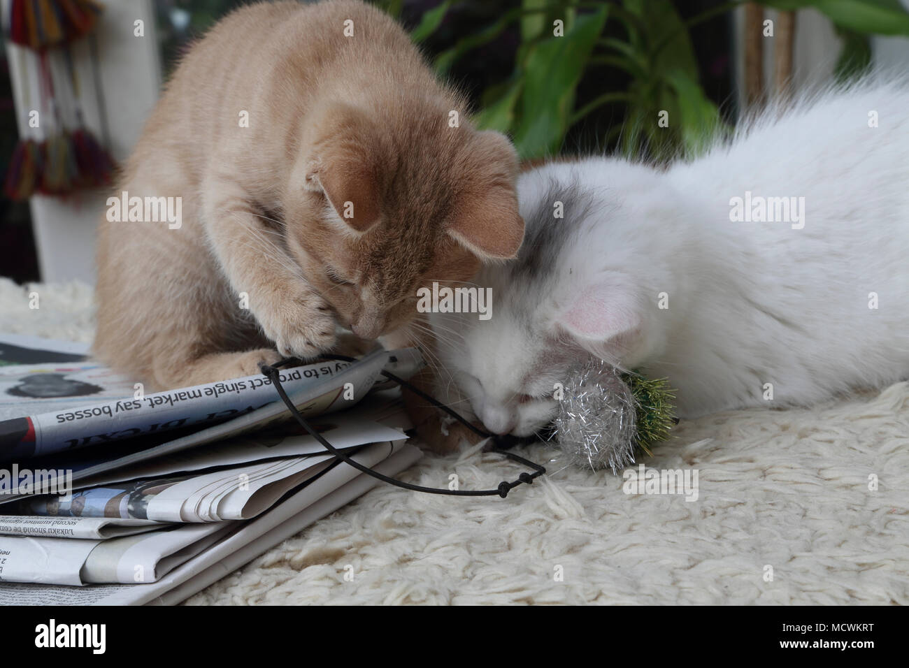 White Female Turkish Angora Cross With Maine Coon Kitten and Male ...