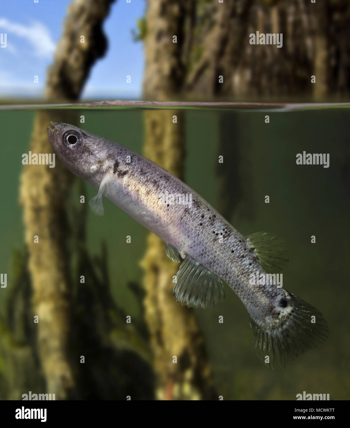 Mangrove Wildlife High Resolution Stock Photography and Images - Alamy