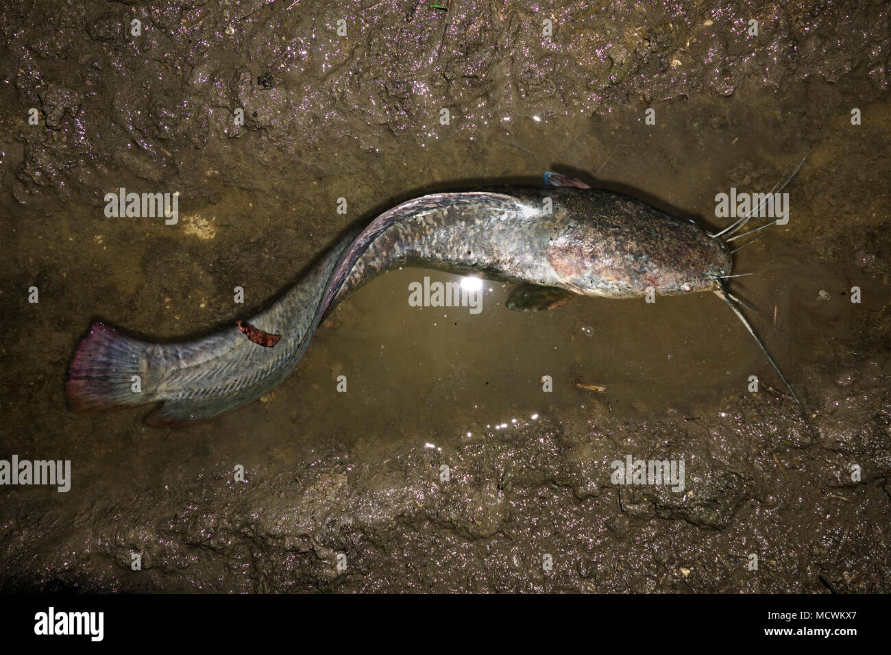 Clarias High Resolution Stock Photography and Images - Alamy