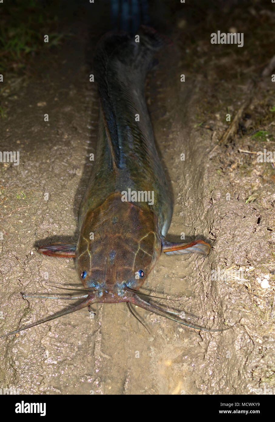 Sharptooth Catfish High Resolution Stock Photography and Images - Alamy