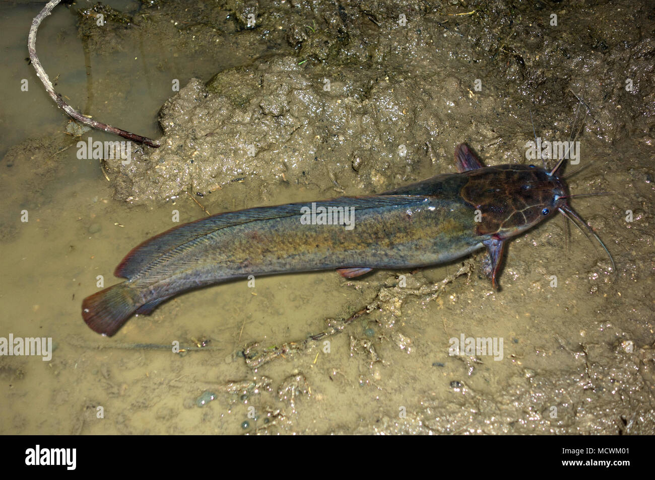 Clarias High Resolution Stock Photography and Images - Alamy