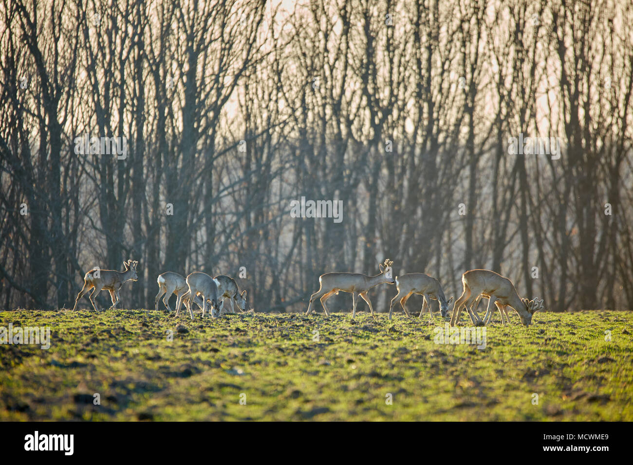 Whitetail deer tree spring hi-res stock photography and images - Alamy