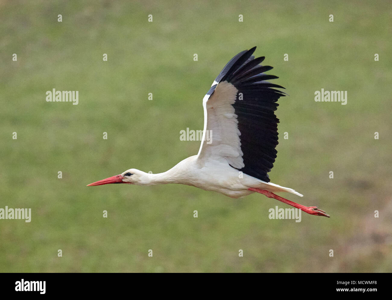 Common stork in flight hi-res stock photography and images - Alamy
