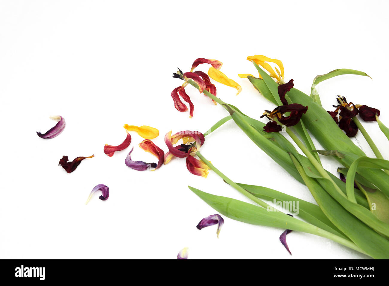 Dead tulips hi-res stock photography and images - Alamy