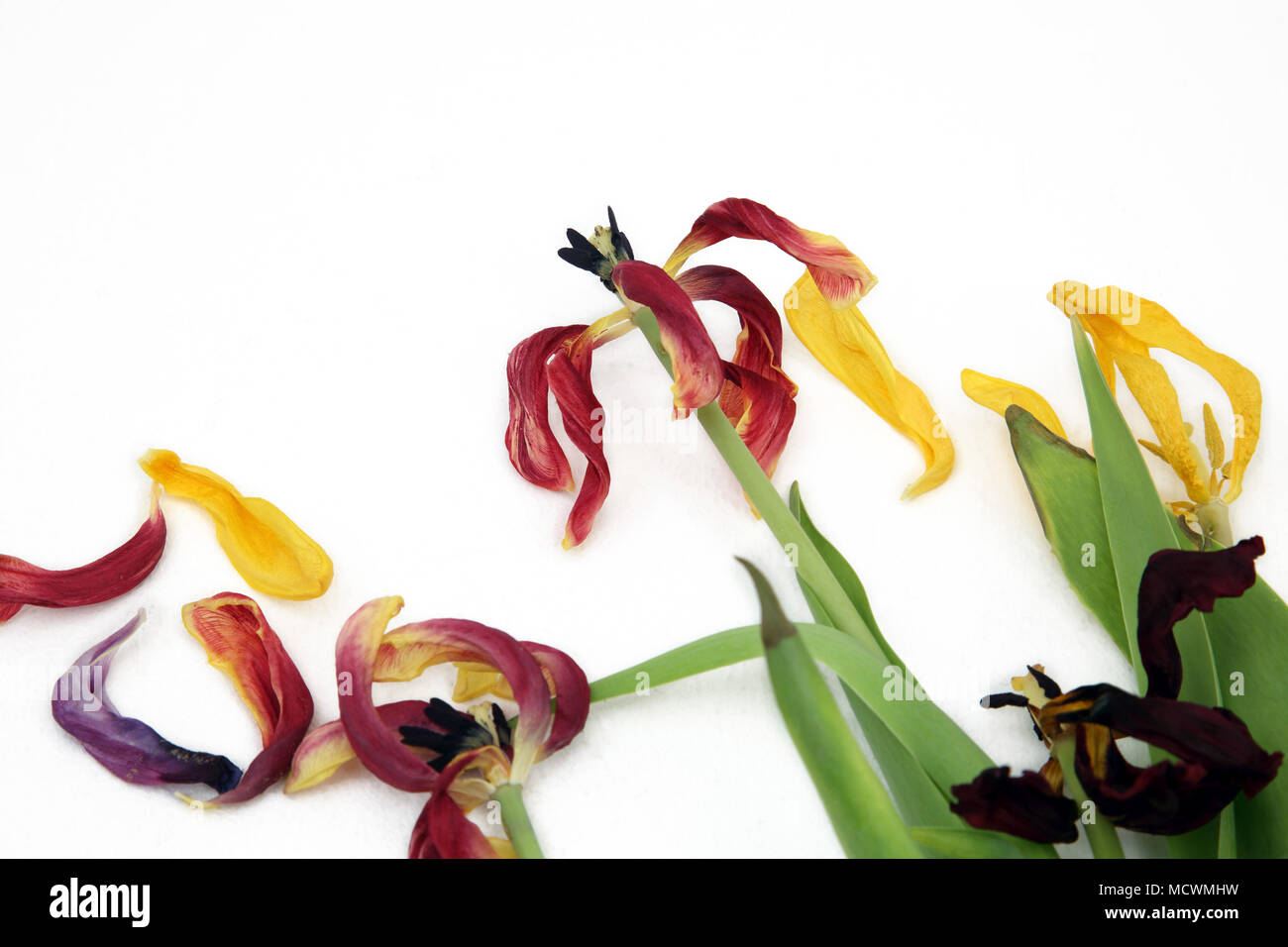 Dead tulips hi-res stock photography and images - Alamy