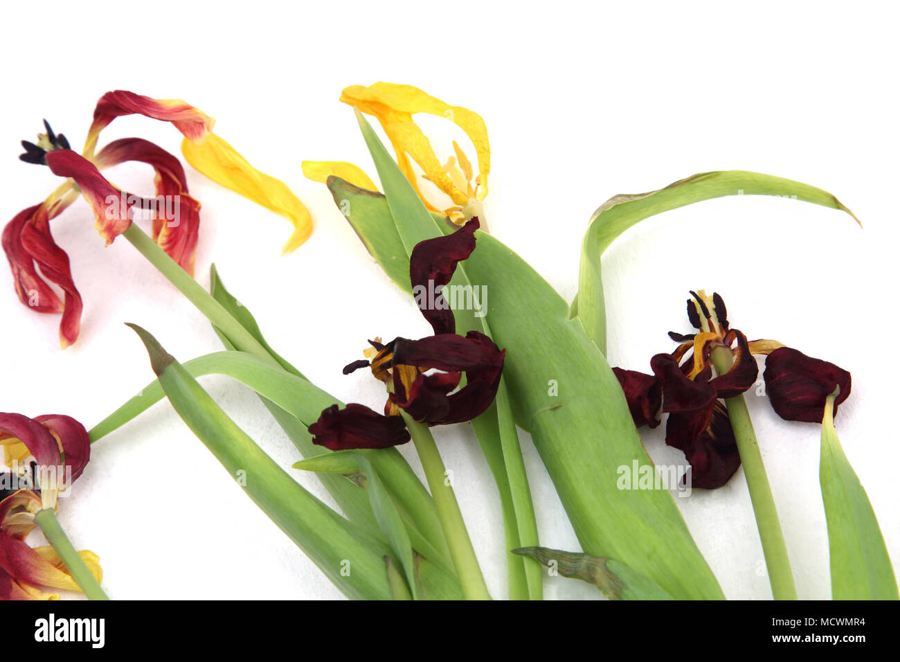 Bunch of Dead Tulips Stock Photo - Alamy