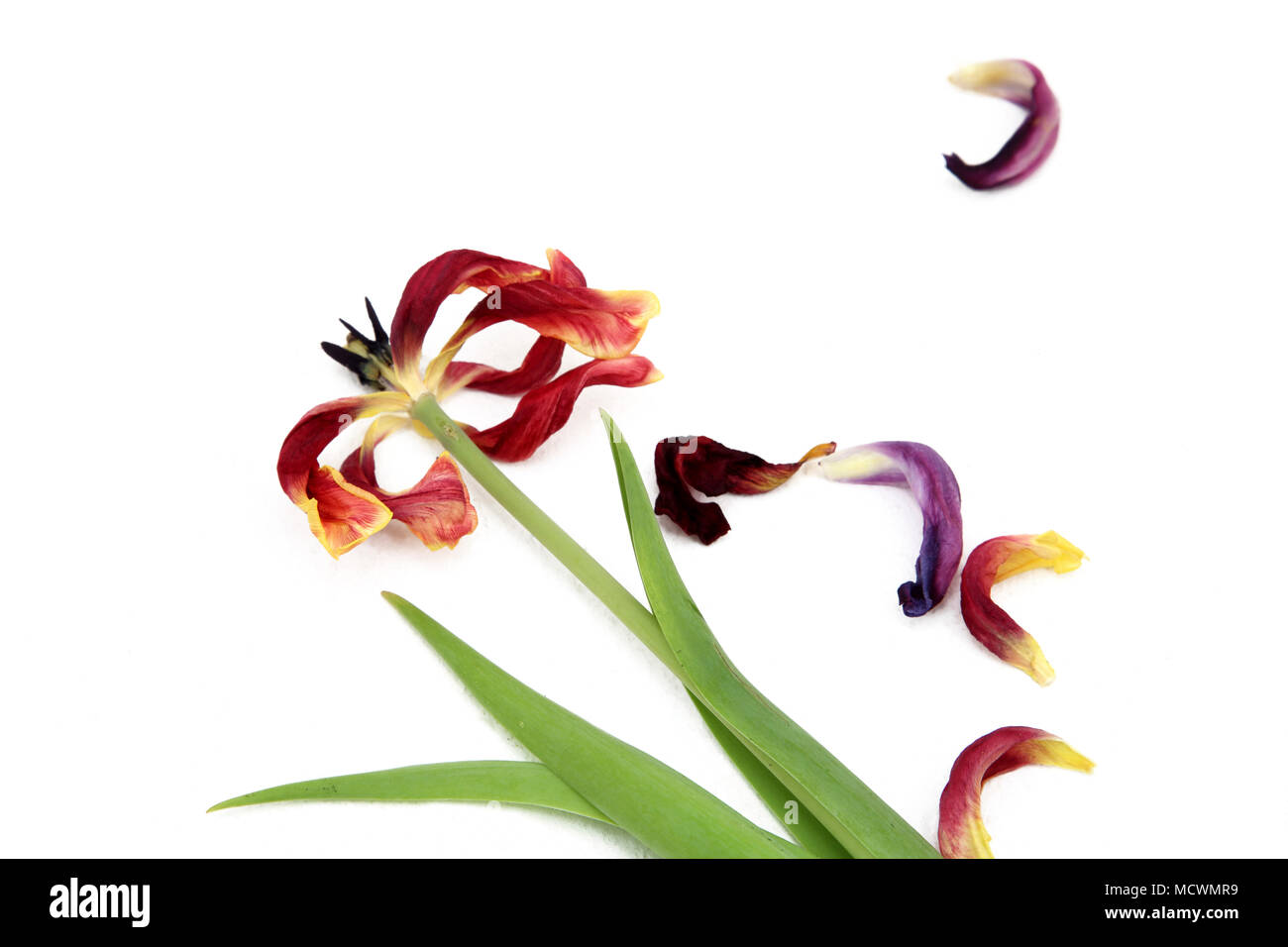 Dead tulips hi-res stock photography and images - Alamy