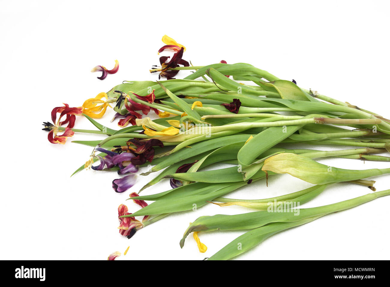 Bunch of Dead Tulips Stock Photo - Alamy