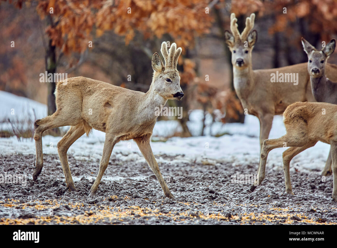 Roe deer (Capreolus capreolus) in an oak forest at the feeding spot ...