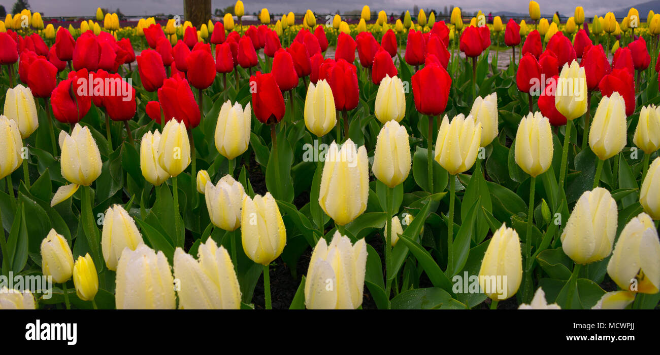 Deep red tulips hi-res stock photography and images - Alamy